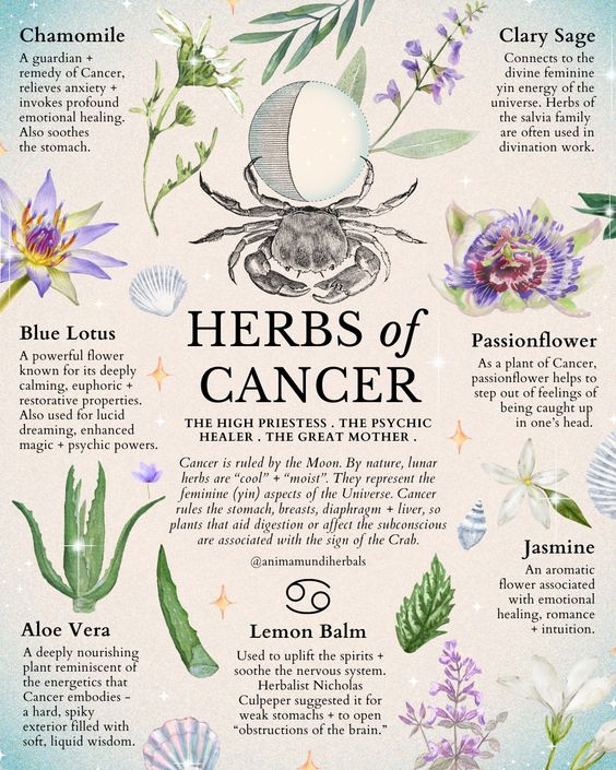 10 Herbs That Can Help Fight Cancer - soumyahospitals.com