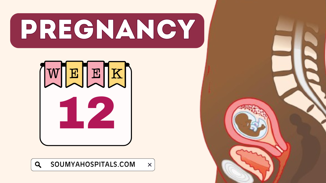 Week By Week Pregnancy 12 Weeks Pregnancy Baby Development Baby Size Week By Week Pregnancy 12 Weeks Pregnancy Baby Development Baby Size